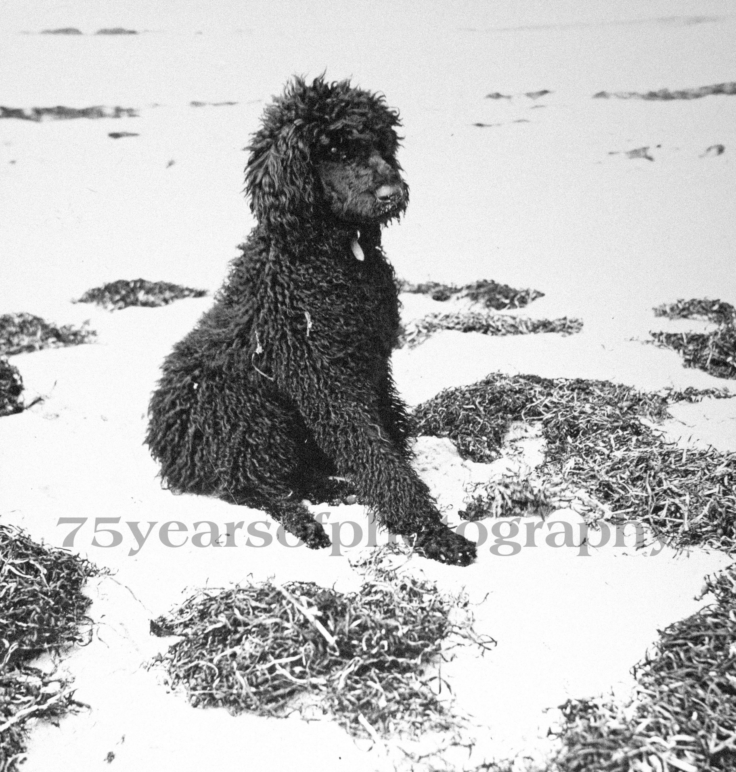 Gallery - Spencer Ross